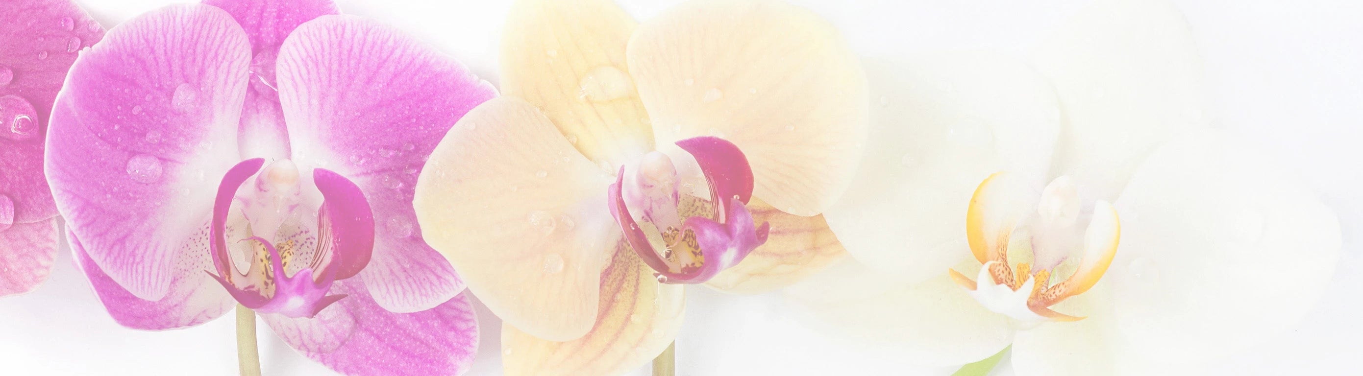 Orchids – Kahee's Plants