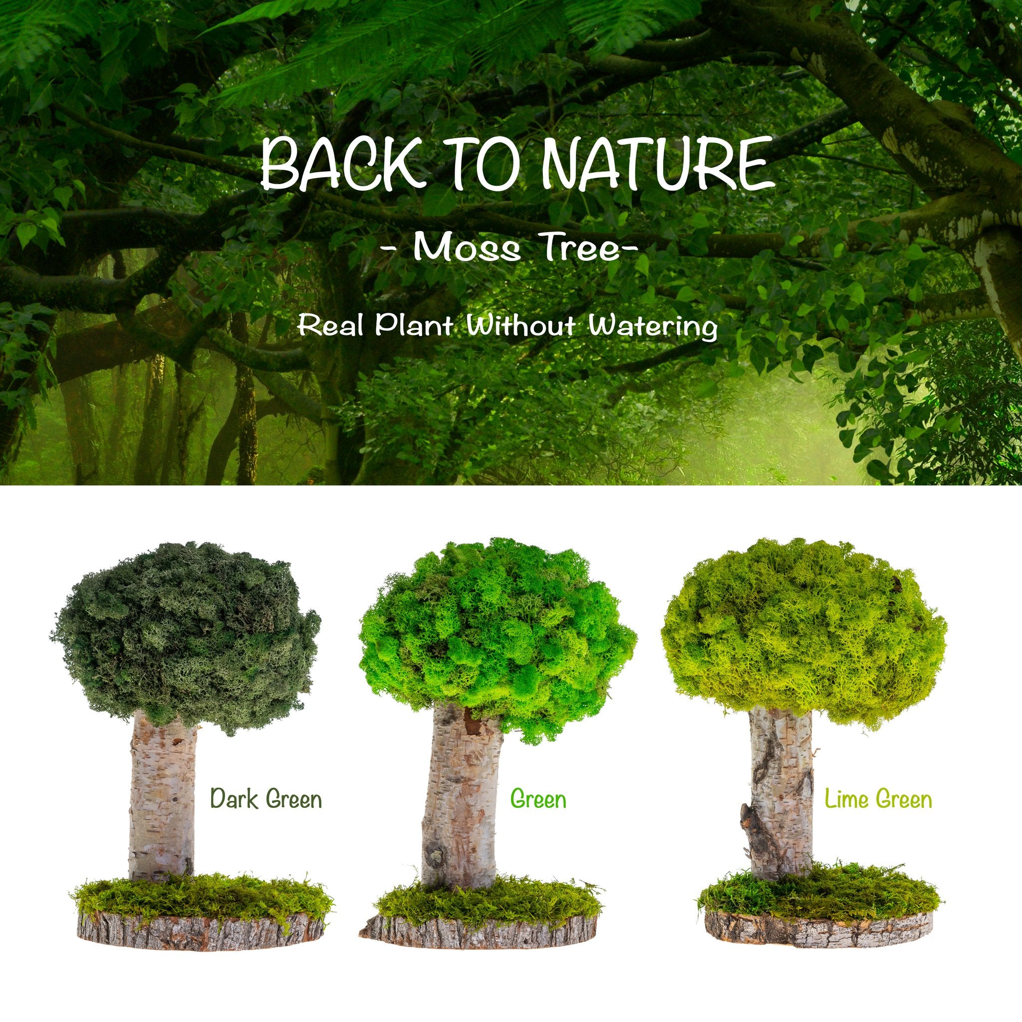 Moss – Kahee's Plants