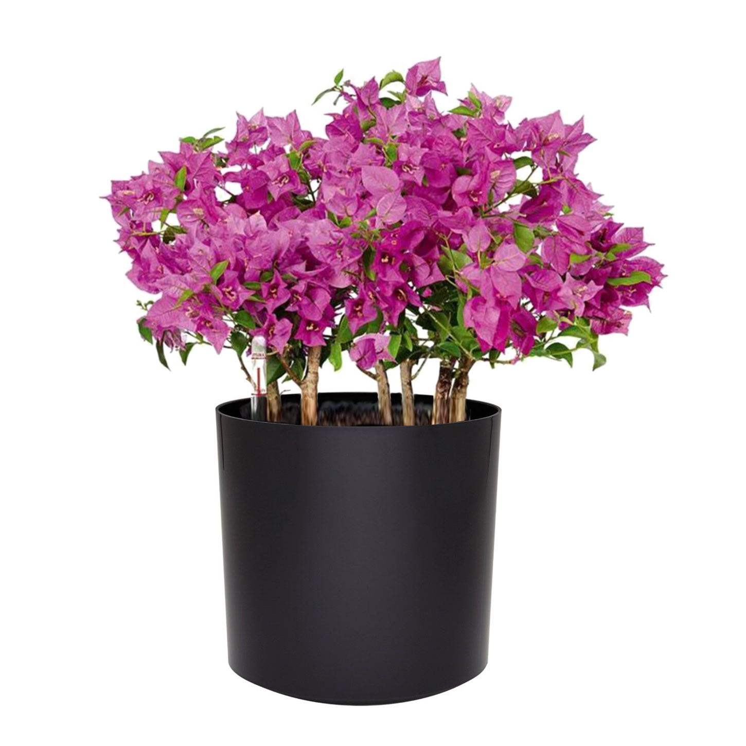 KP-039-Bougainvillea | Delivery to Los Angeles Vicinity Only – Kahee's ...