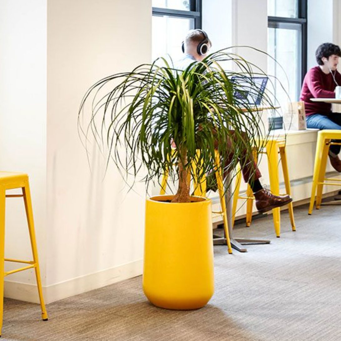 KP-018 Ponytail Palm | Delivery to Los Angeles Vicinity Only – Kahee's ...