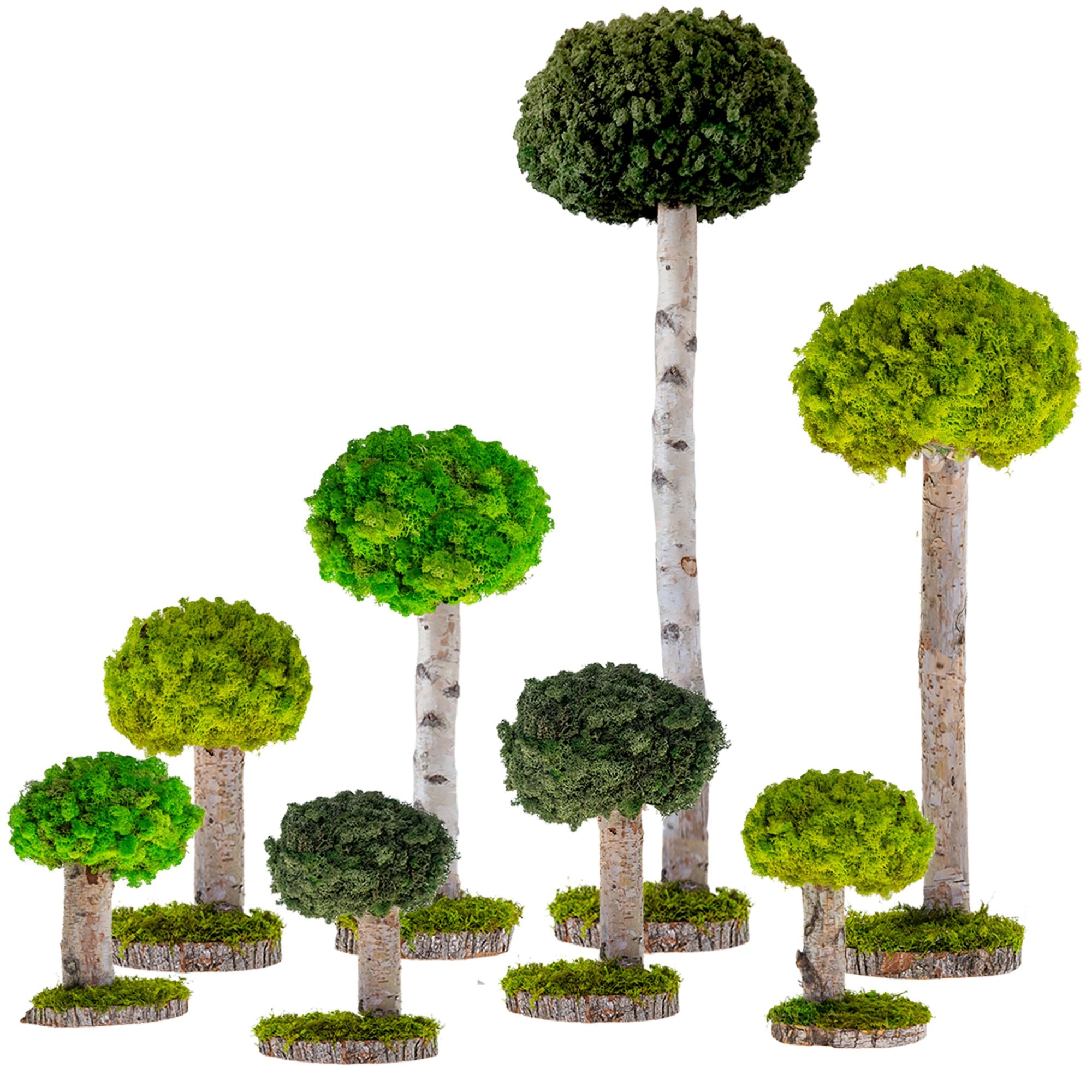 MP-008 | Natural Preserved Moss Tree | Indoor Home & Office Natural Gr ...