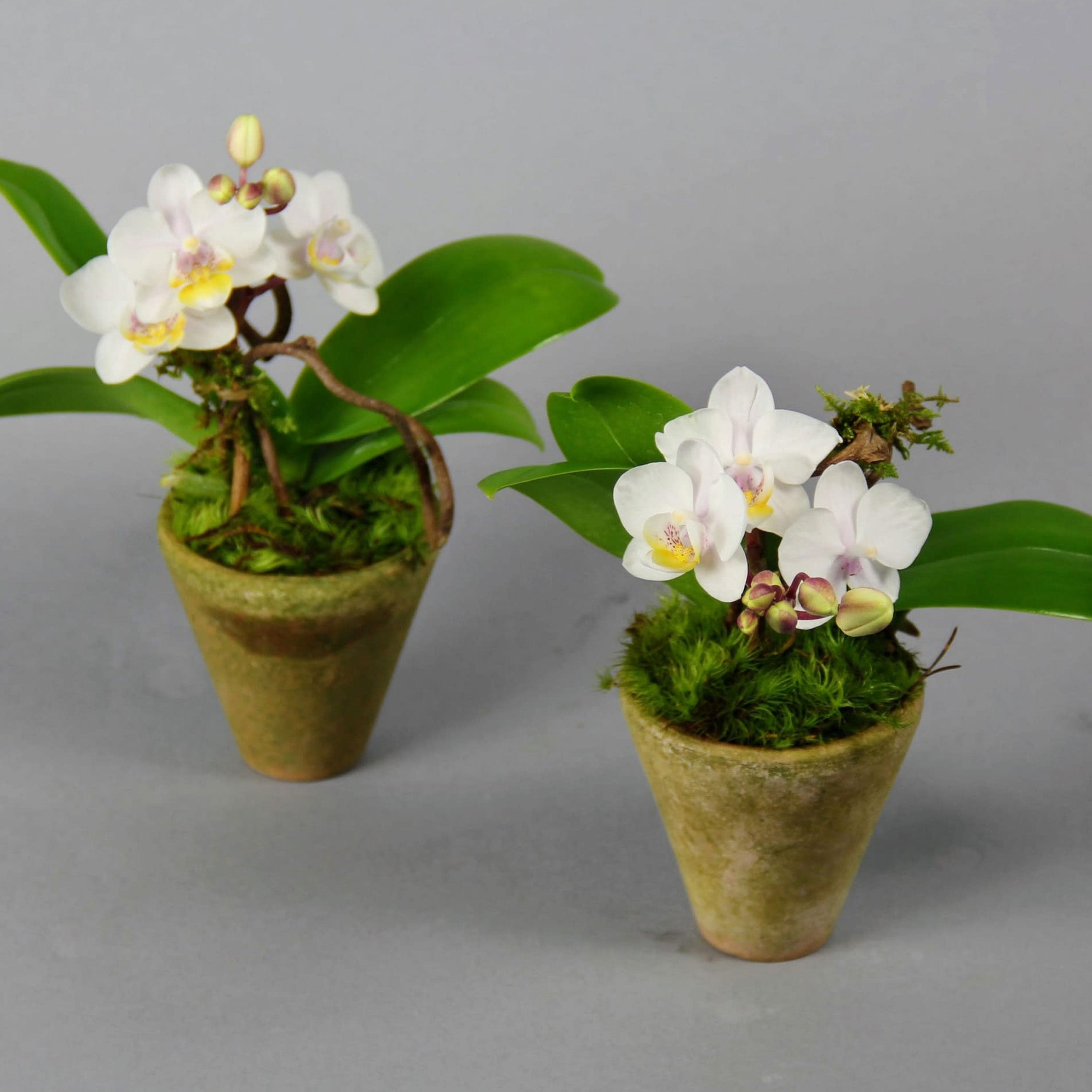 KO-004 | Mini Phalaenopsis Orchids | Hand-Delivery to Los Angeles Vici ...