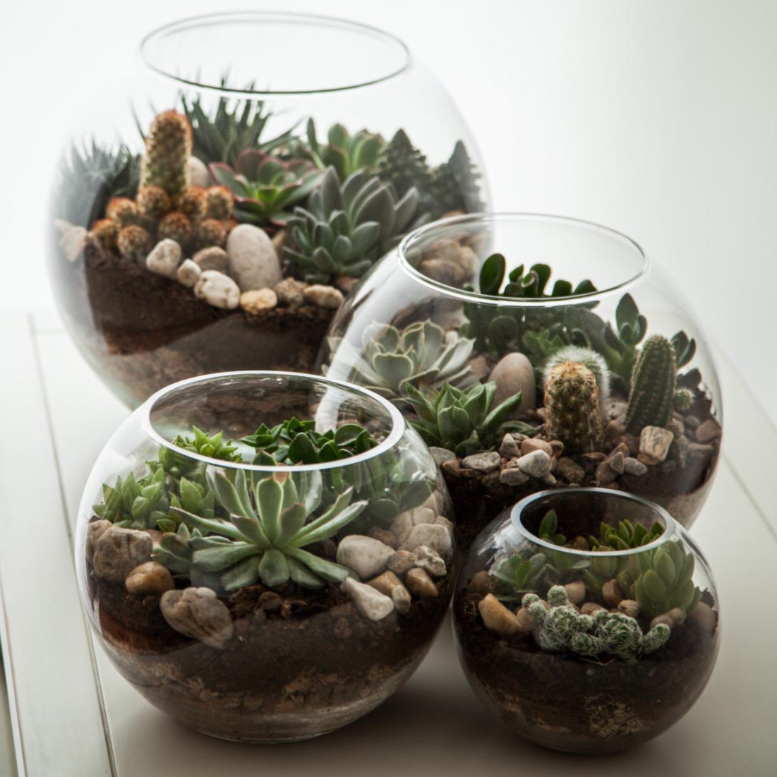 KS-002 Succulent | Delivery to Los Angeles Vicinity Only – Kahee's Plants