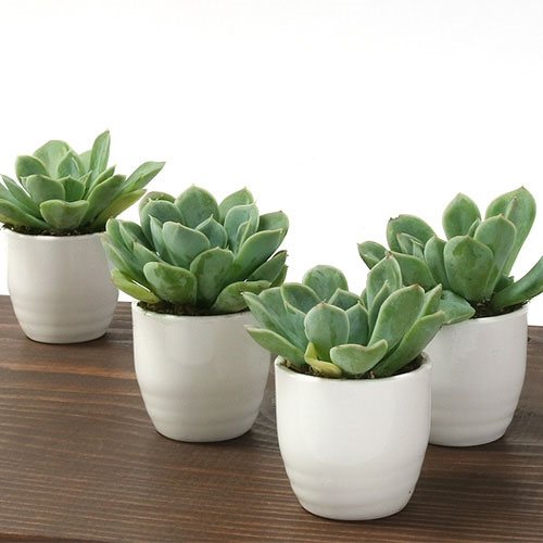 KS-039 Succulent | Delivery to Los Angeles Vicinity Only – Kahee's Plants